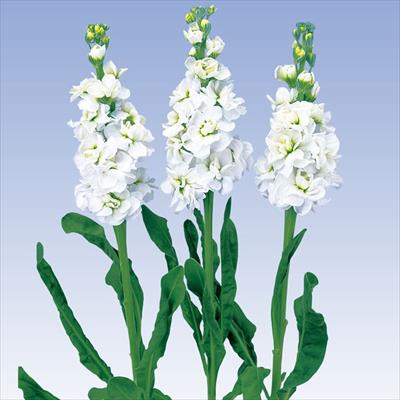 草花の種/ストック｜種（タネ）,球根,苗の通販はサカタのタネ オンラインショップ